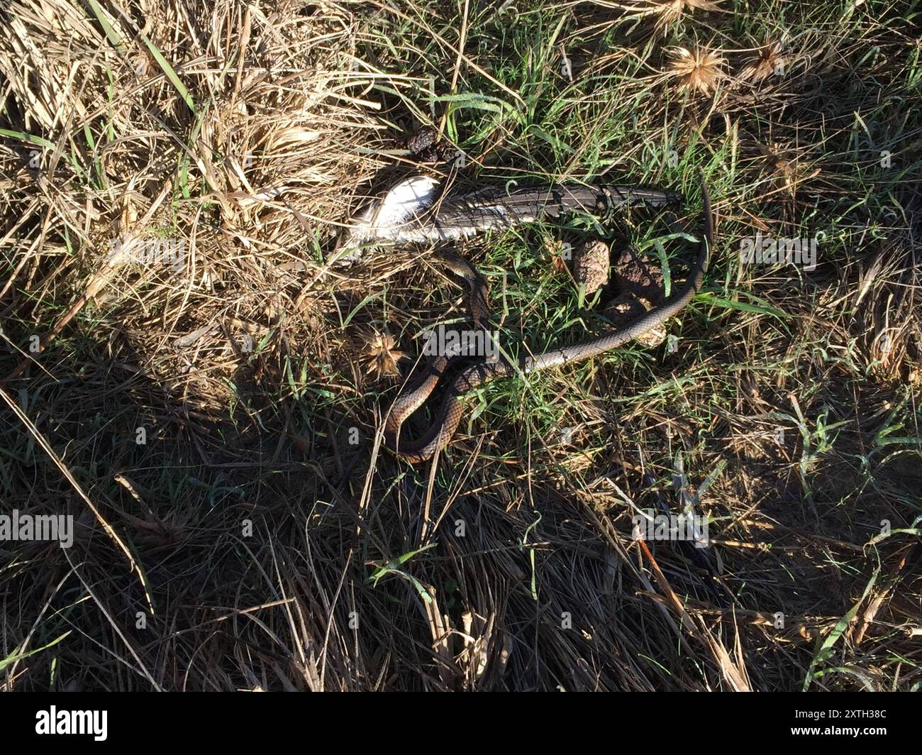 Lowlands Copperhead (Austrelaps superbus) Reptilia Stock Photo - Alamy