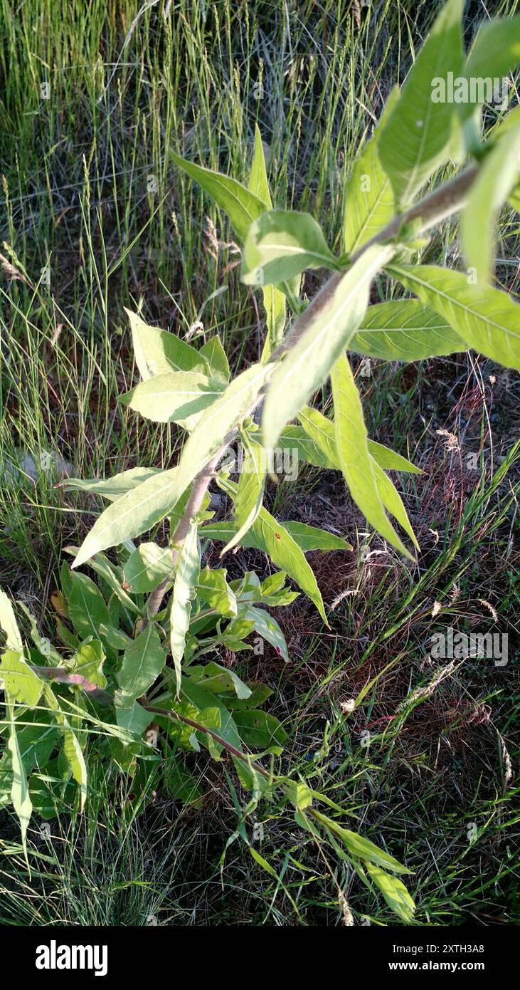 velvetweed (Oenothera curtiflora) Plantae Stock Photo - Alamy