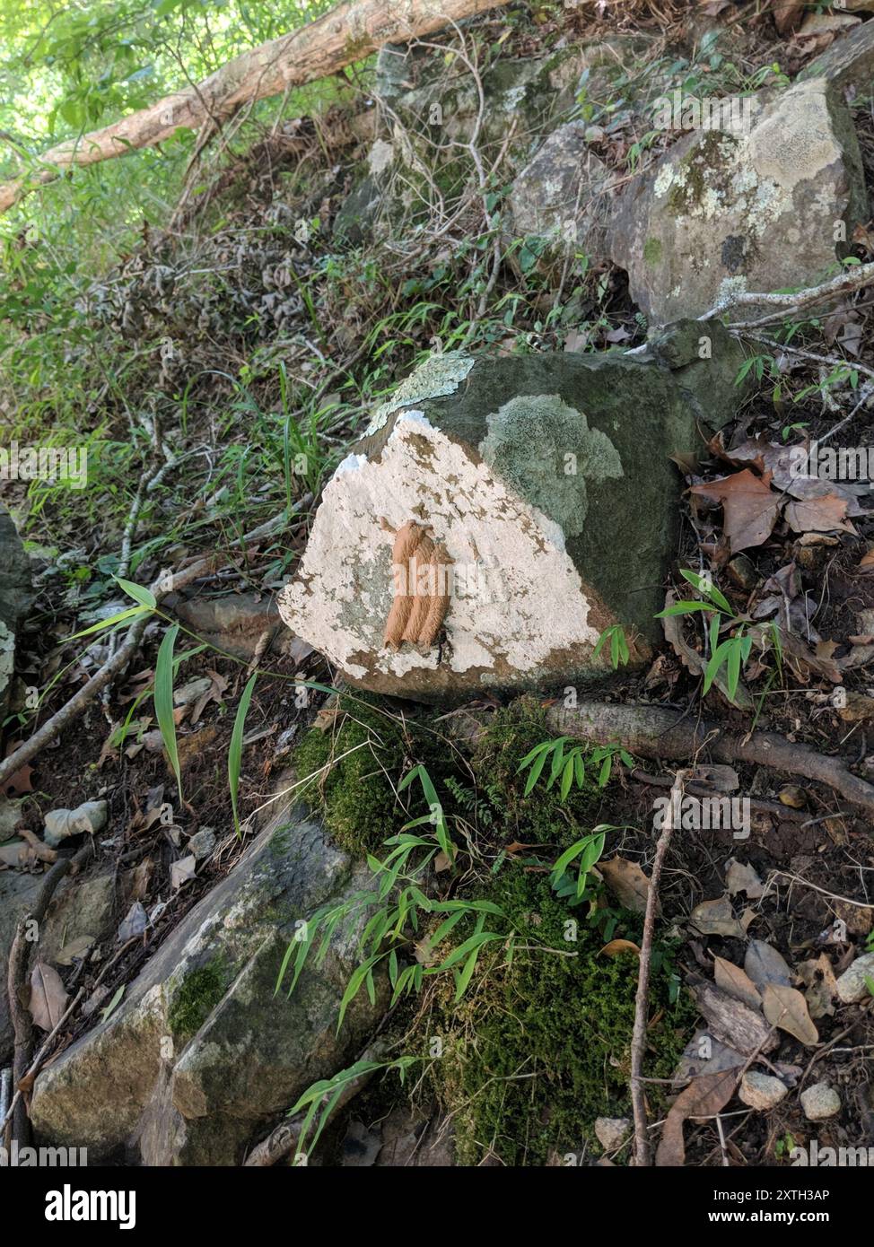 Organ-pipe Mud-dauber Wasp (Trypoxylon politum) Insecta Stock Photo - Alamy