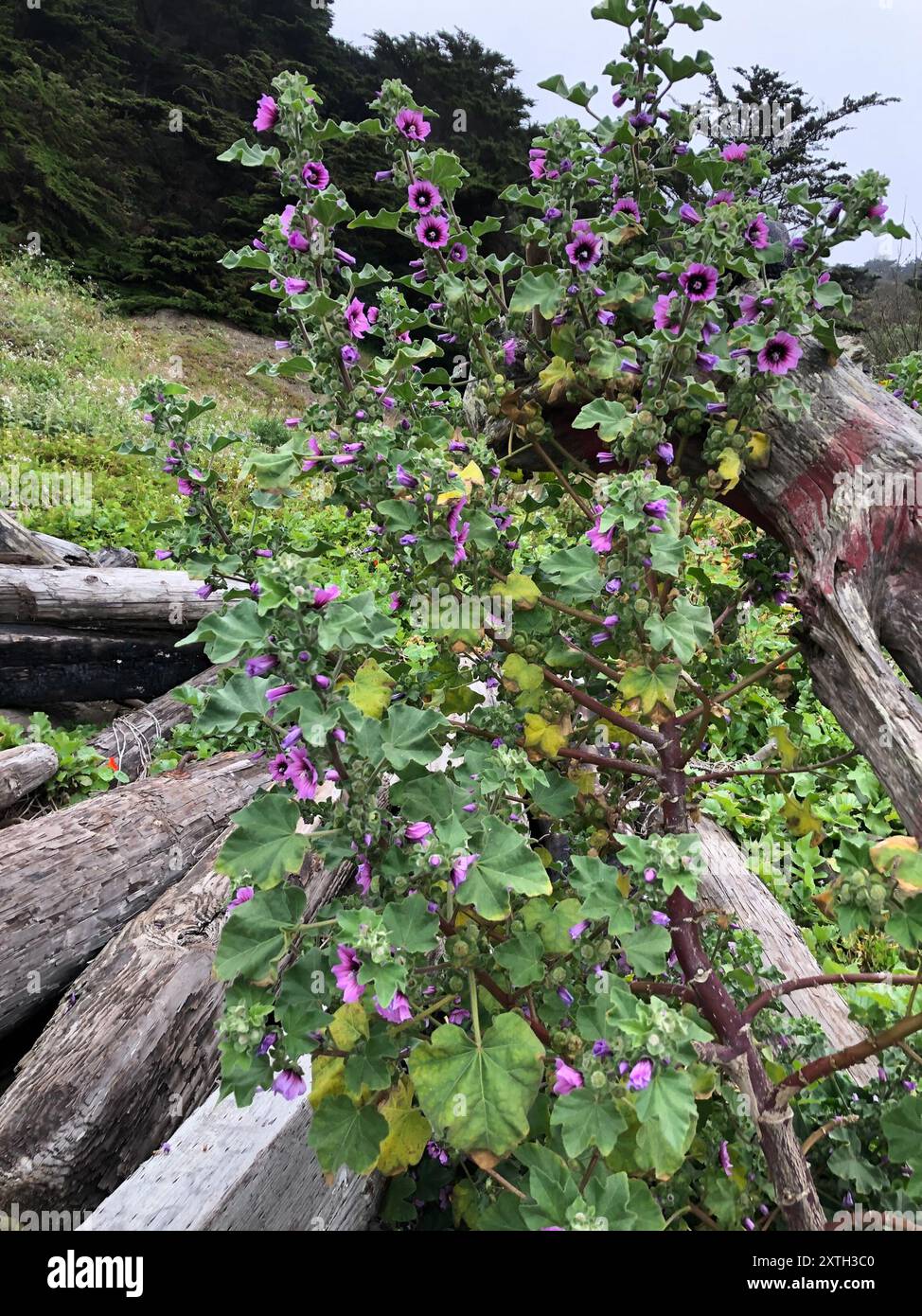 Tree Mallow (Malva arborea) Plantae Stock Photo - Alamy