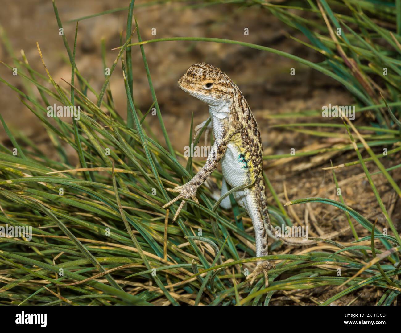 Lesser earless lizards hi-res stock photography and images - Alamy