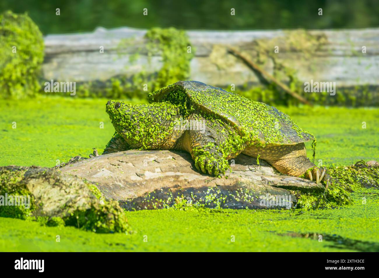 Common Snapping Turtle covered in duckweed, basks in morning sunlight ...