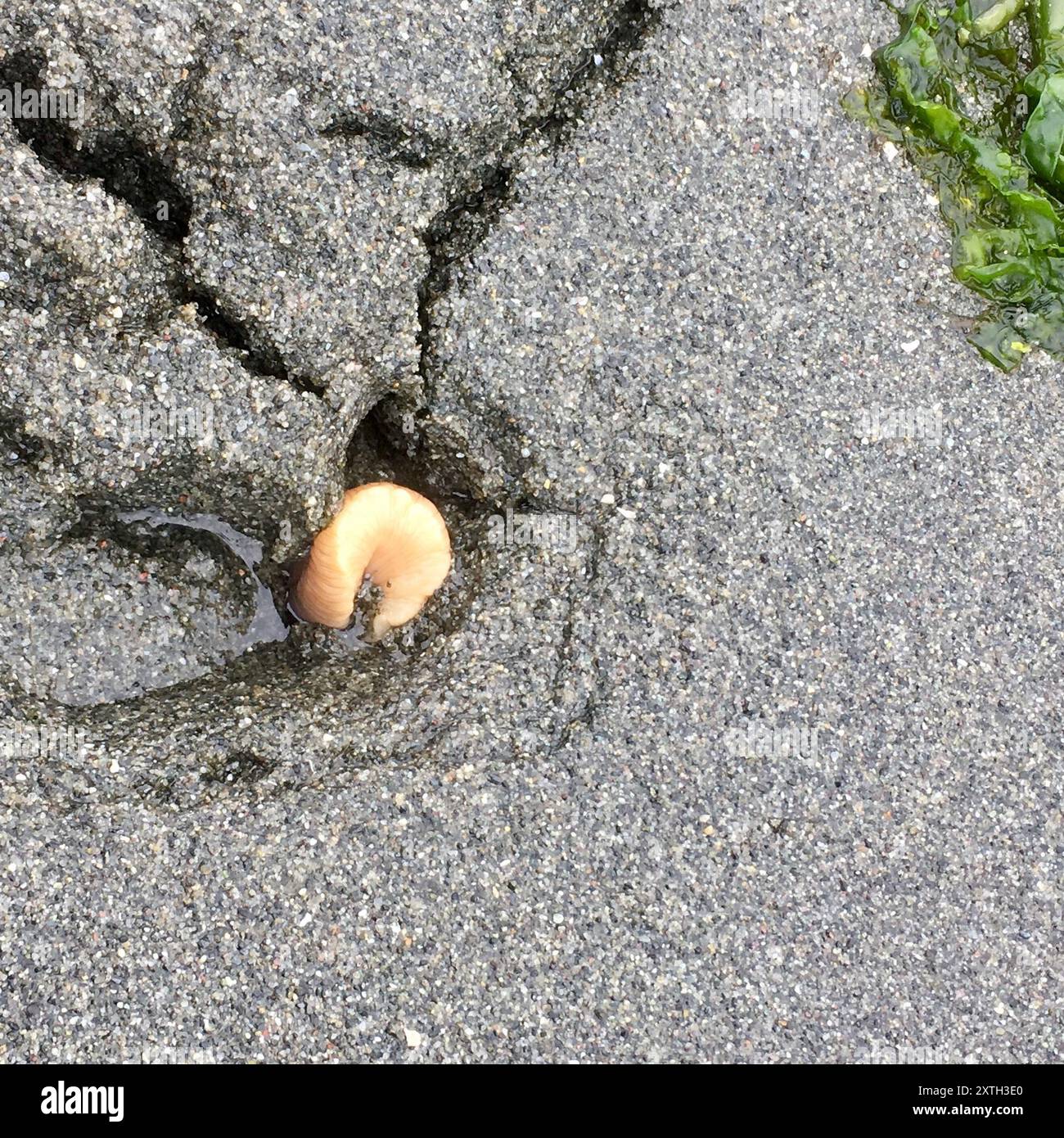 Geoducks (Panopea) Mollusca Stock Photo - Alamy