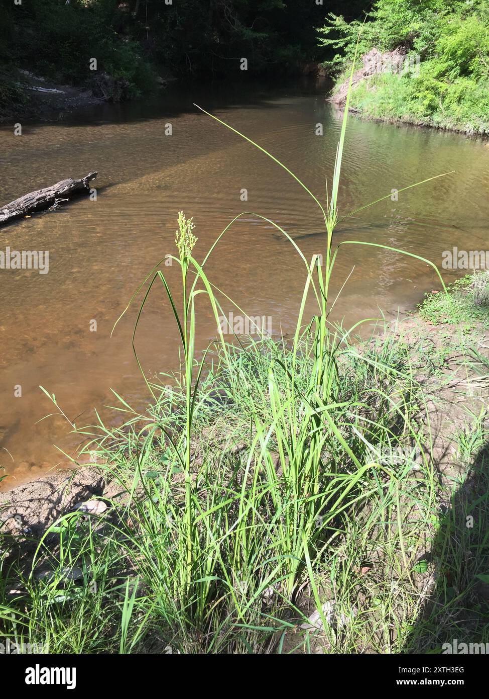 woolgrass (Scirpus cyperinus) Plantae Stock Photo - Alamy