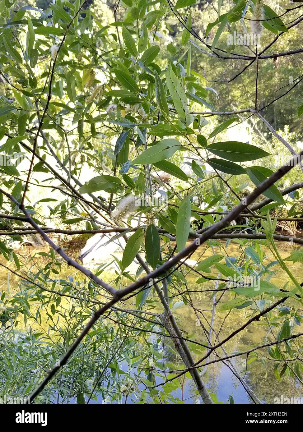 Pacific Willow (Salix lasiandra) Plantae Stock Photo - Alamy