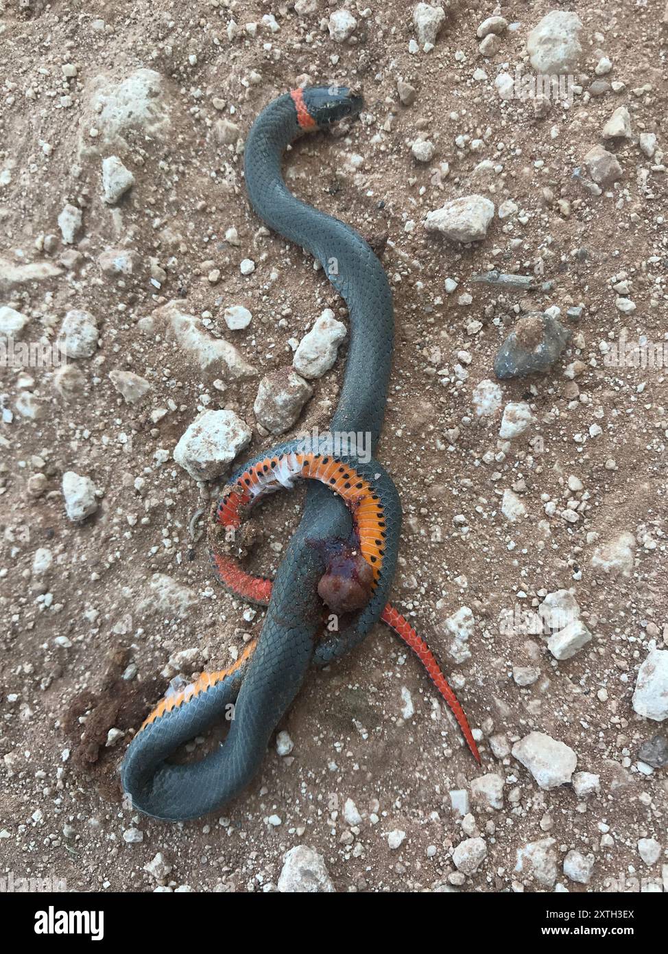 ring-necked snake (Diadophis punctatus) Reptilia Stock Photo - Alamy