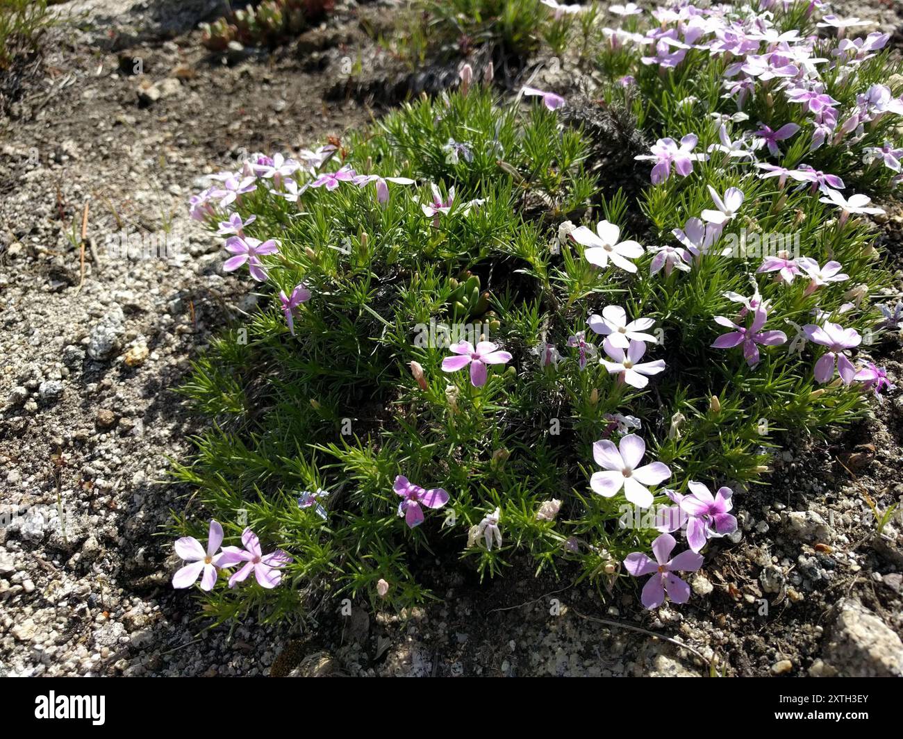 spreading phlox (Phlox diffusa) Plantae Stock Photo - Alamy