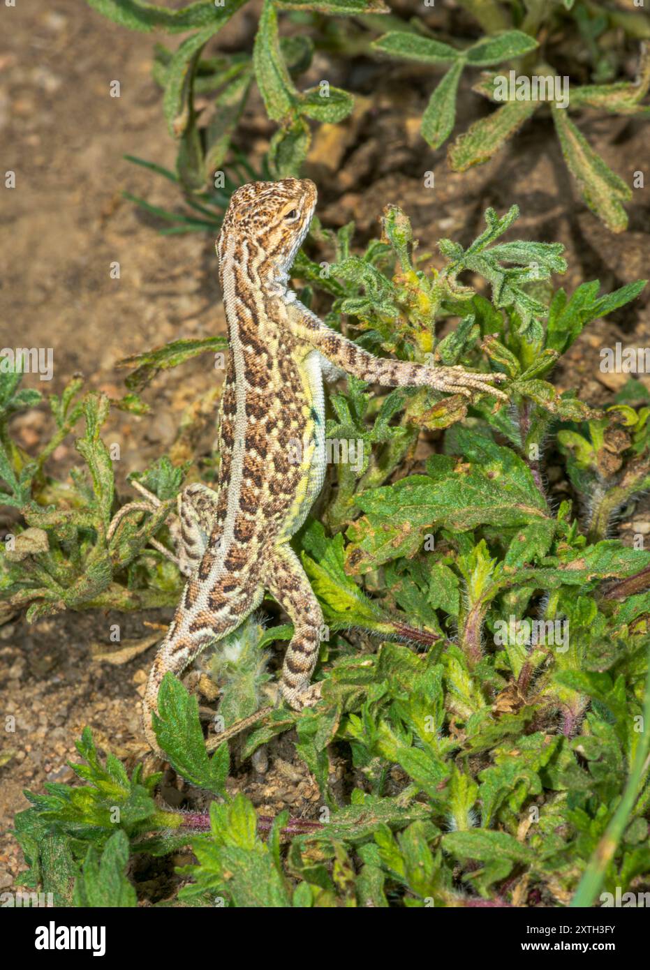 Lesser earless lizards hi-res stock photography and images - Alamy
