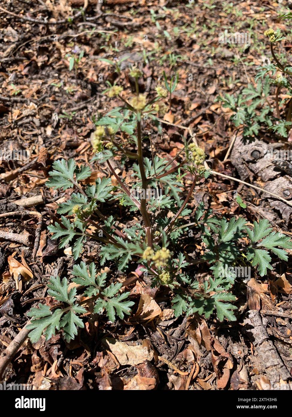 northern sanicle (Sanicula graveolens) Plantae Stock Photo - Alamy