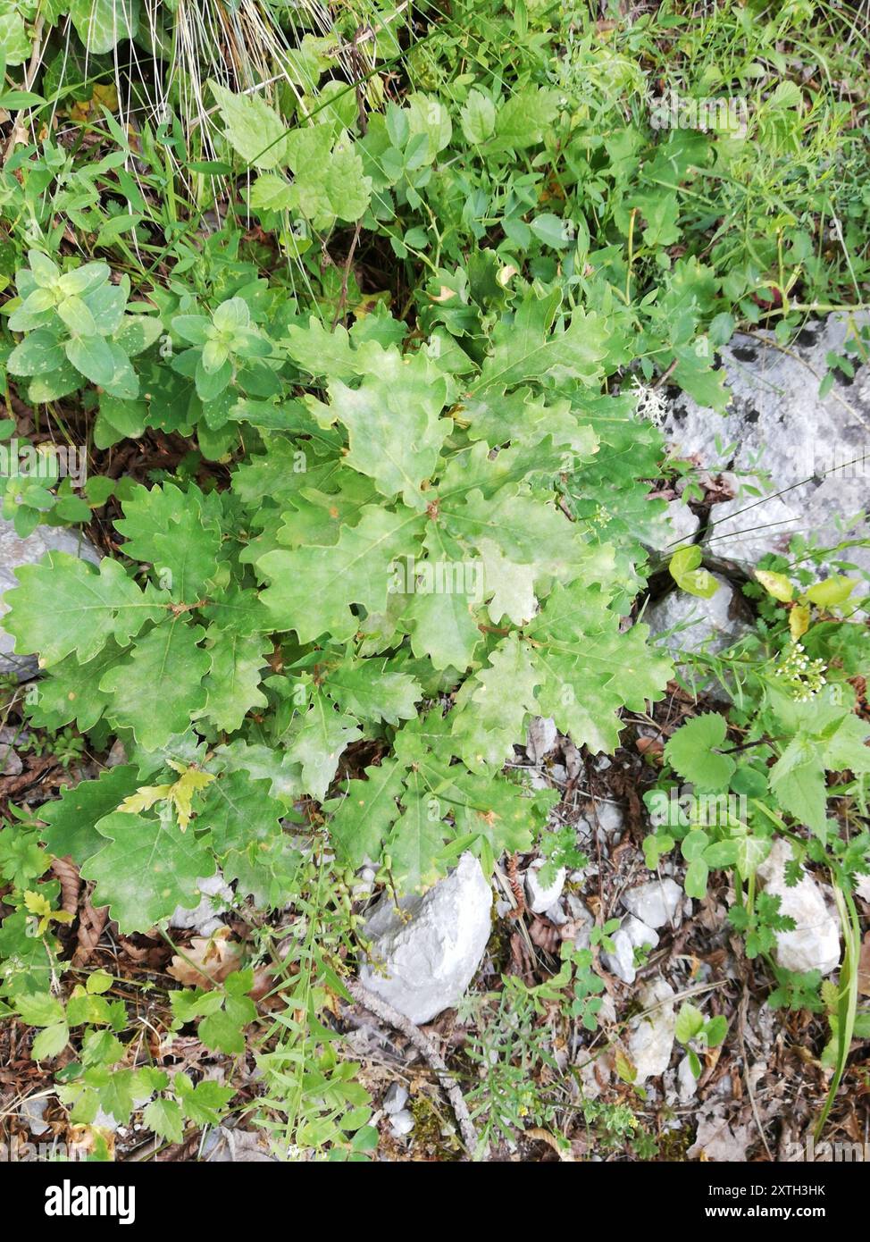downy oak (Quercus pubescens) Plantae Stock Photo - Alamy