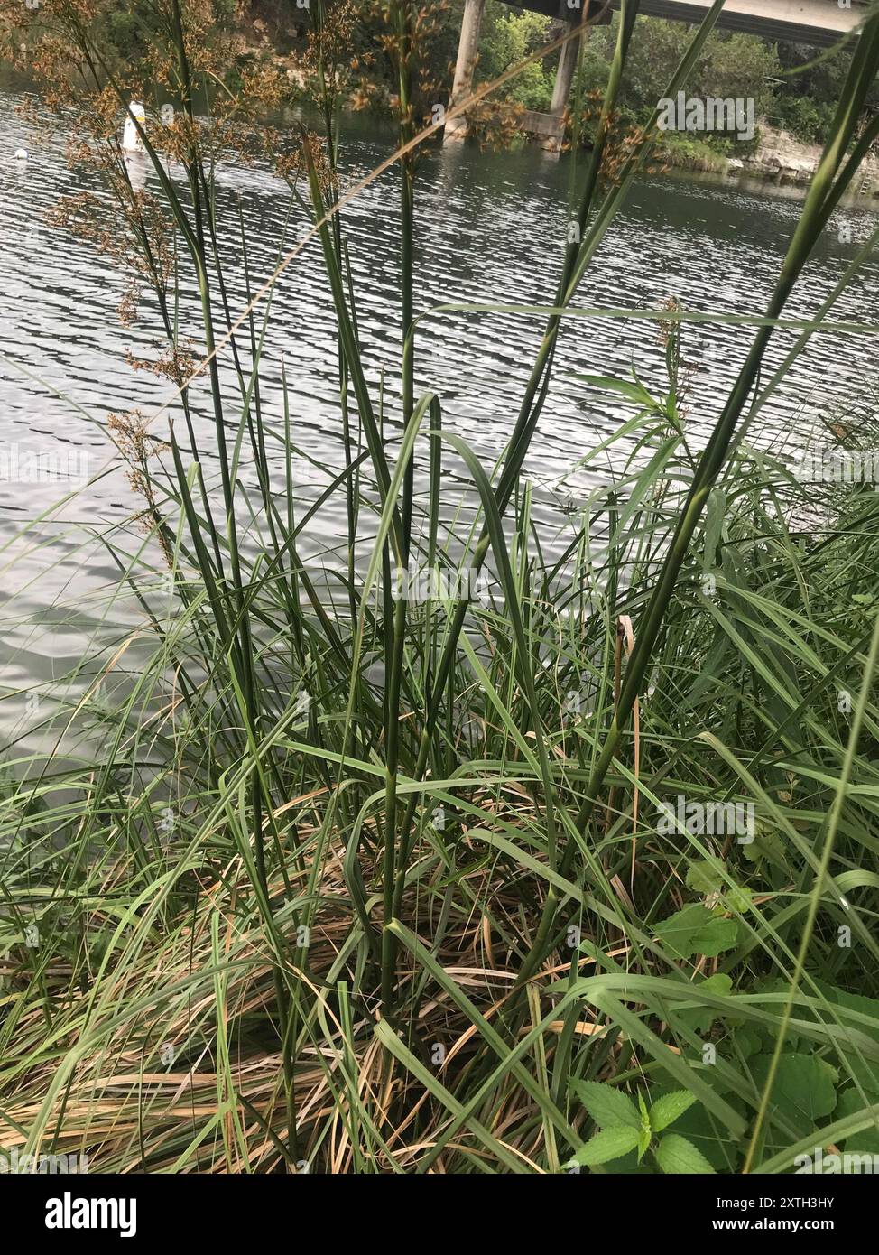 Swamp Sawgrass (Cladium mariscus) Plantae Stock Photo - Alamy