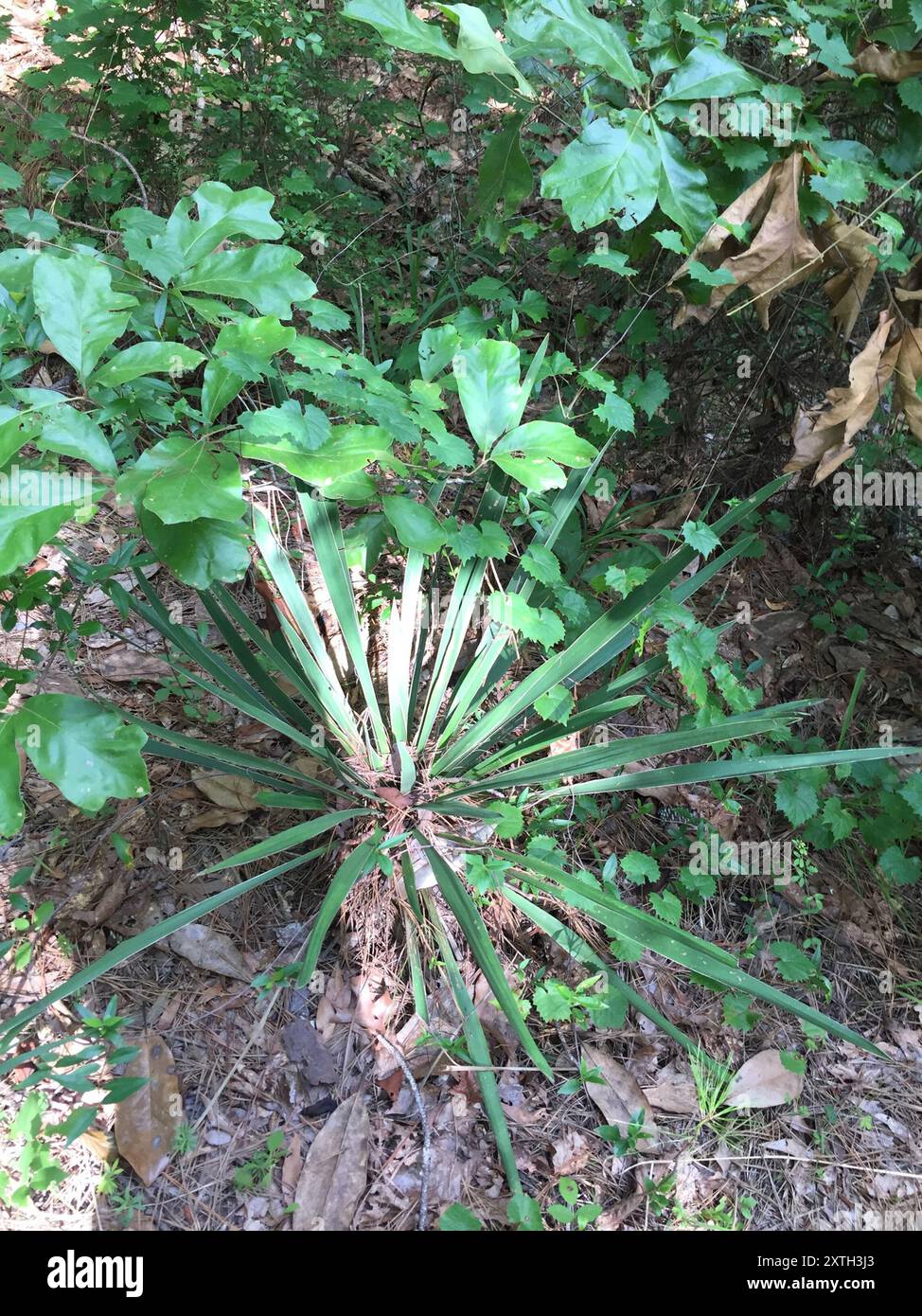 Weak-leaf Yucca (Yucca flaccida) Plantae Stock Photo - Alamy