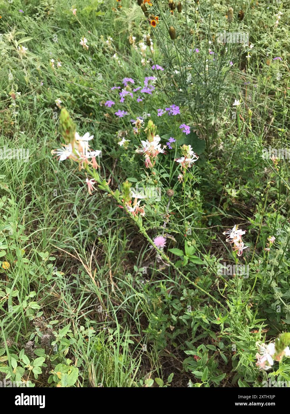 roadside gaura (Oenothera suffulta) Plantae Stock Photo - Alamy