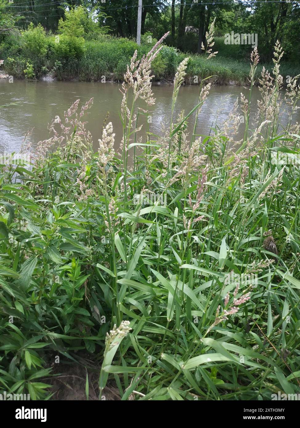 grasses, sedges, cattails, and allies (Poales) Plantae Stock Photo - Alamy