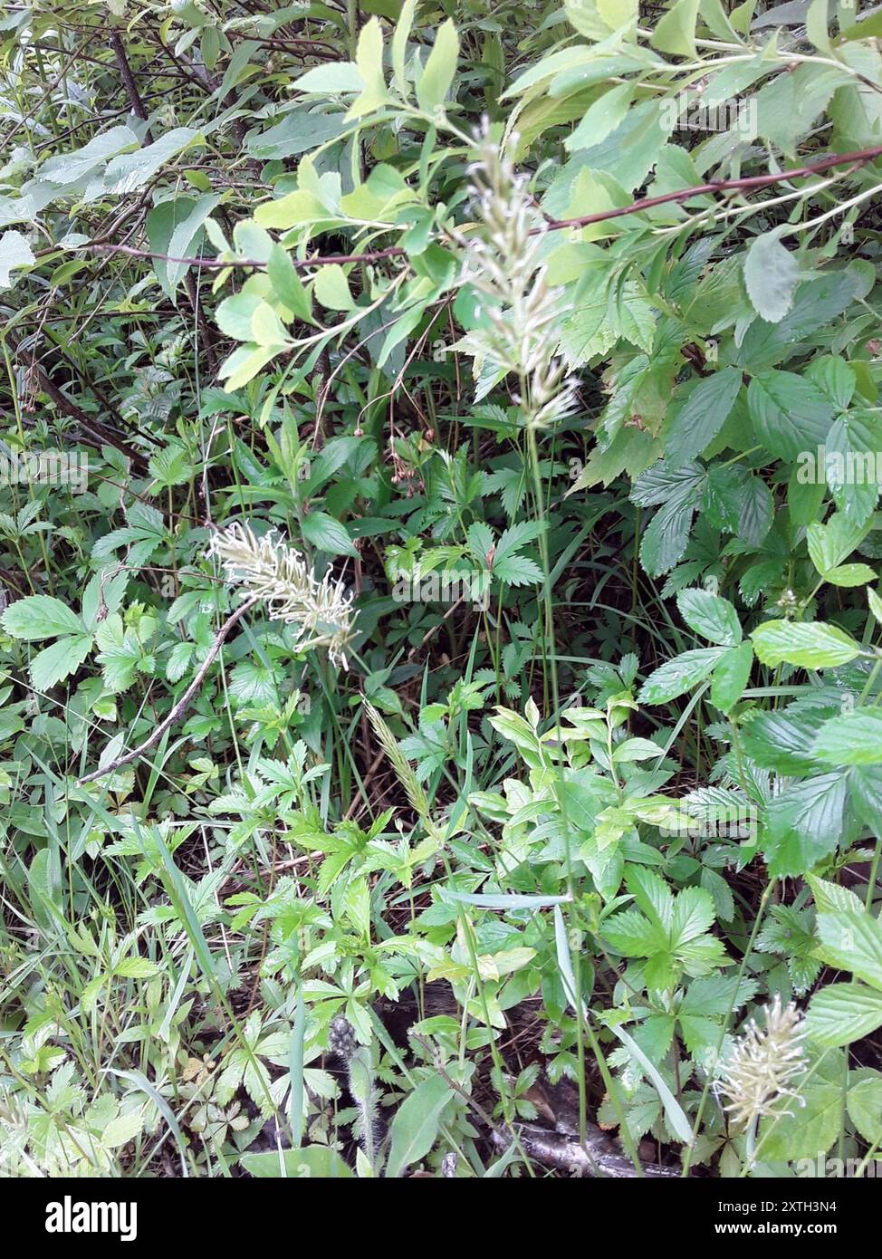 sweet vernal grass (Anthoxanthum odoratum) Plantae Stock Photo - Alamy