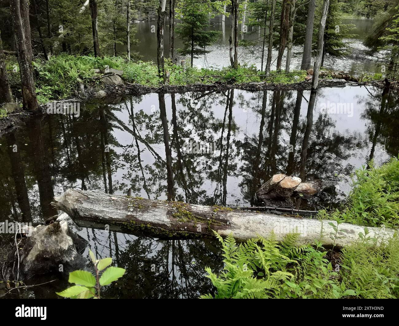 American Beaver (Castor canadensis) Mammalia Stock Photo - Alamy