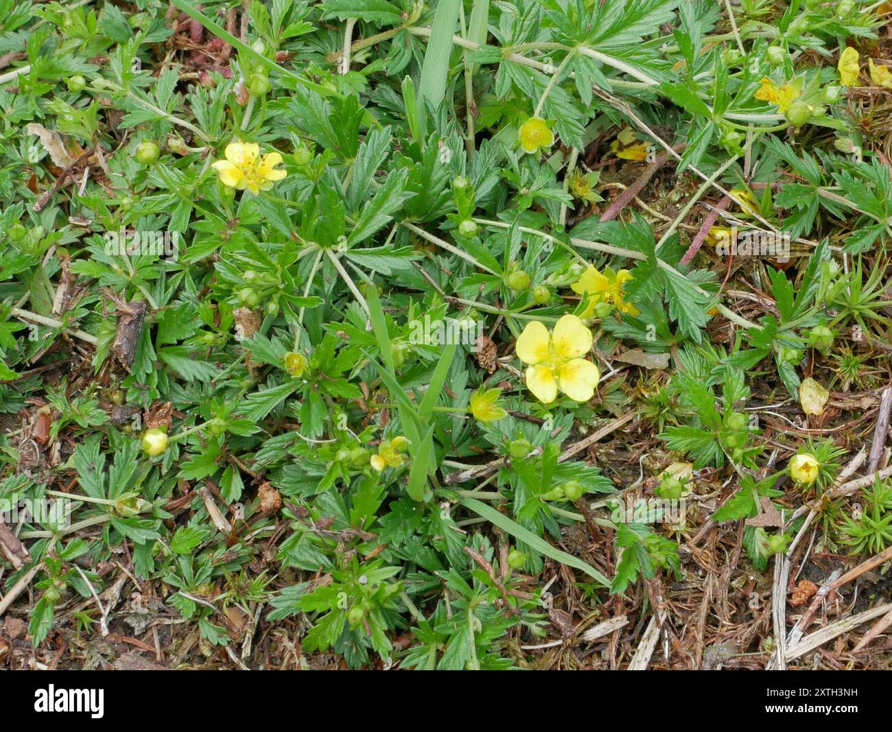 Tormentil (Potentilla erecta) Plantae Stock Photo - Alamy
