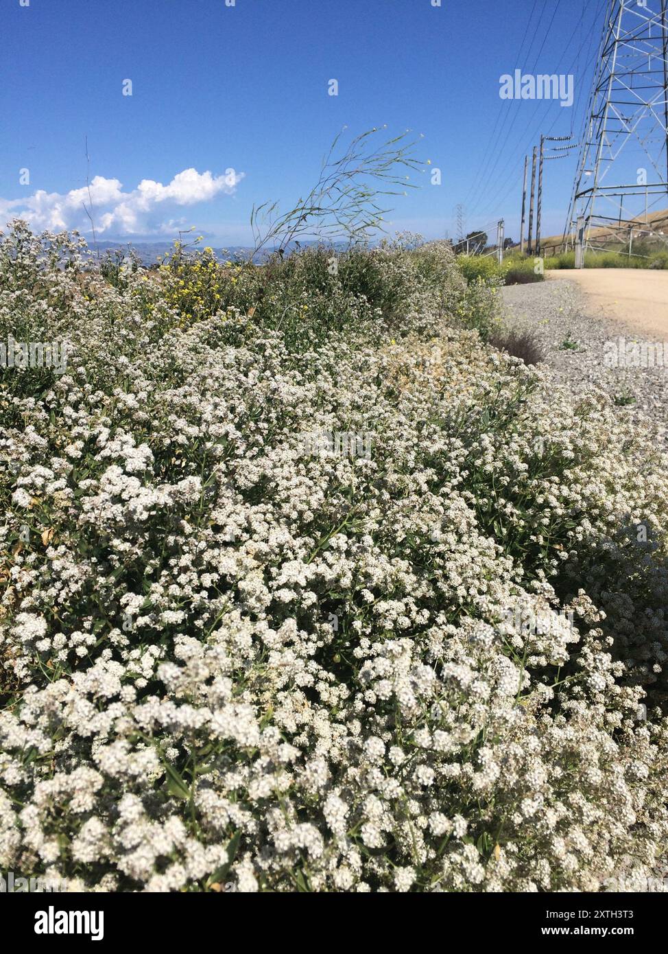 broadleaved pepperweed (Lepidium latifolium) Plantae Stock Photo - Alamy