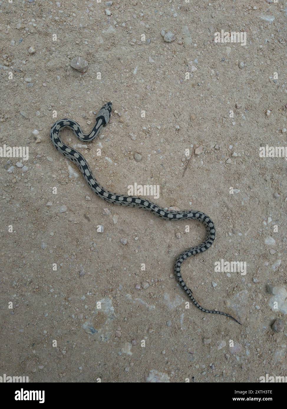 Ladder Snake (Zamenis scalaris) Reptilia Stock Photo - Alamy