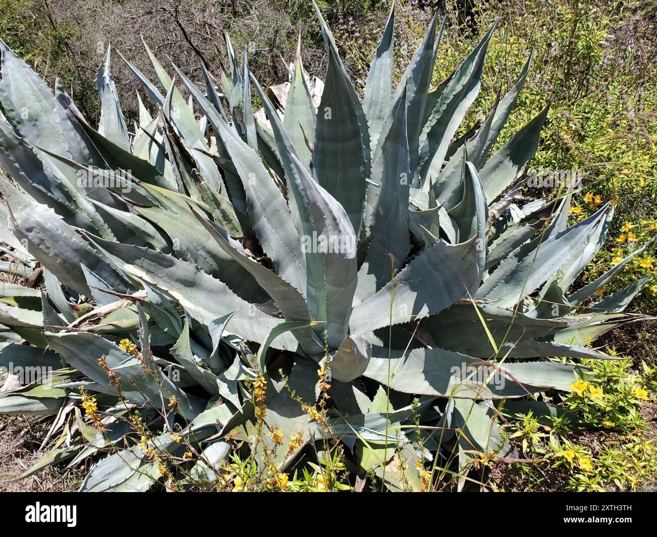 American century plant (Agave americana) Plantae Stock Photo - Alamy