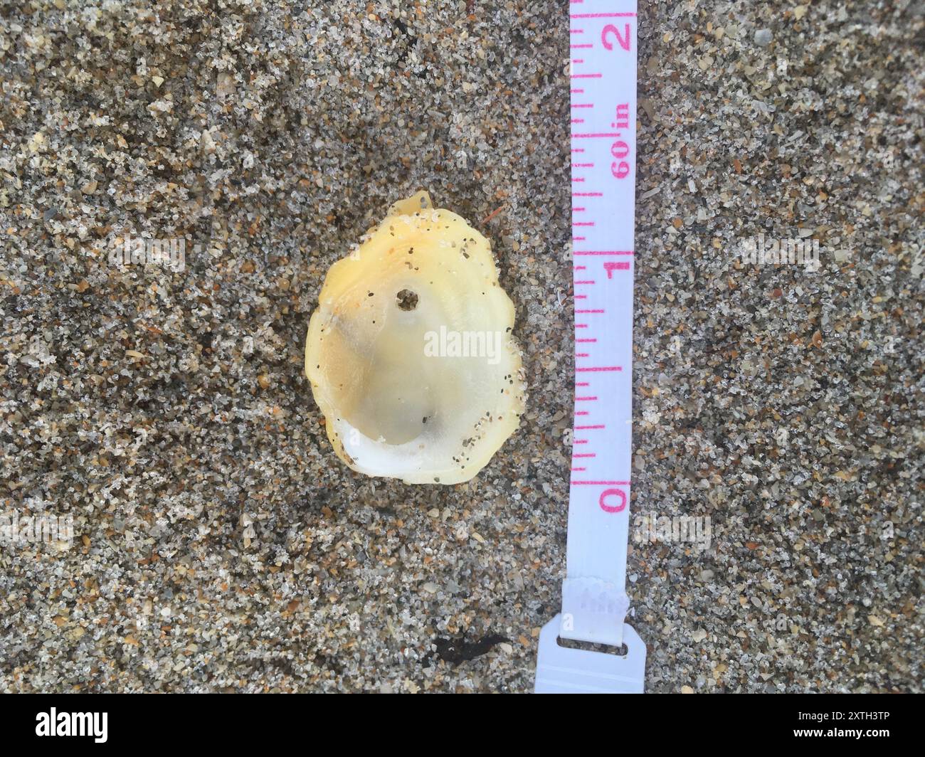 Leafy Jewel Box (Chama macerophylla) Mollusca Stock Photo - Alamy