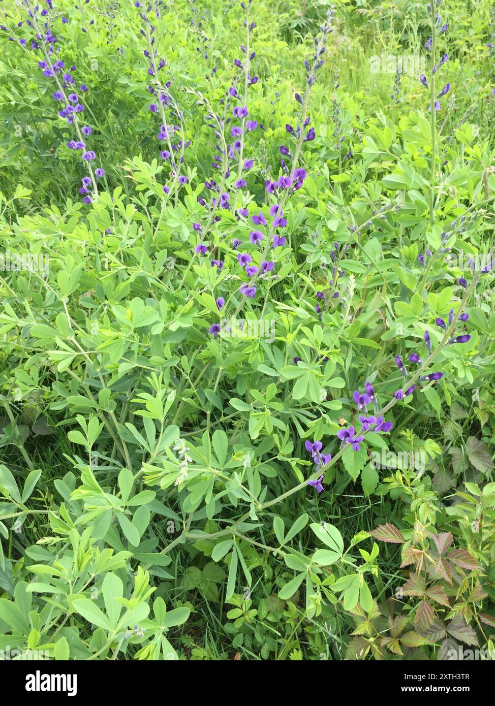 tall blue wild indigo (Baptisia australis) Plantae Stock Photo - Alamy