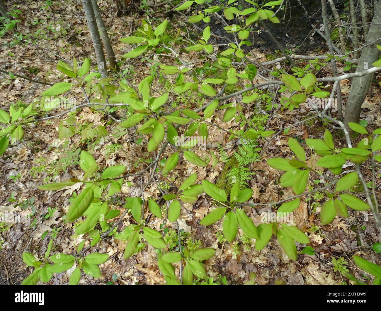 Mountain holly (Ilex mucronata) Plantae Stock Photo - Alamy
