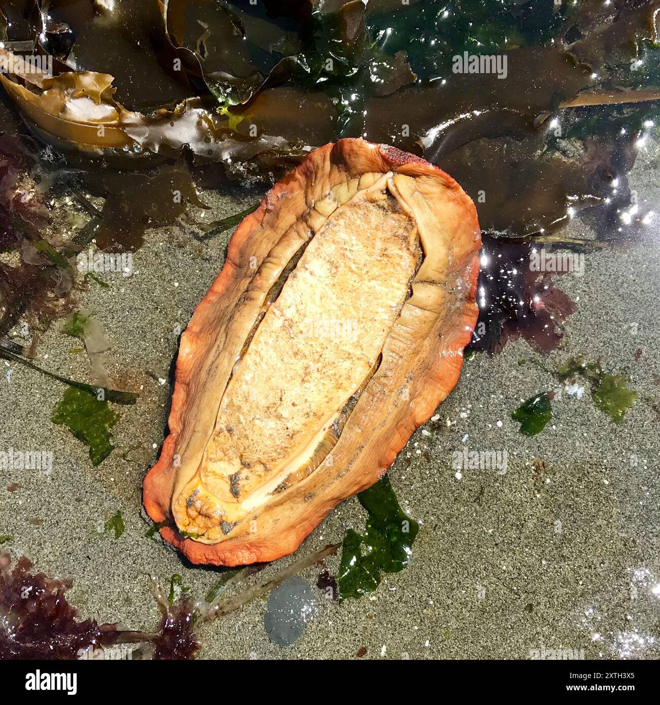 Gumboot Chiton (Cryptochiton stelleri) Mollusca Stock Photo - Alamy