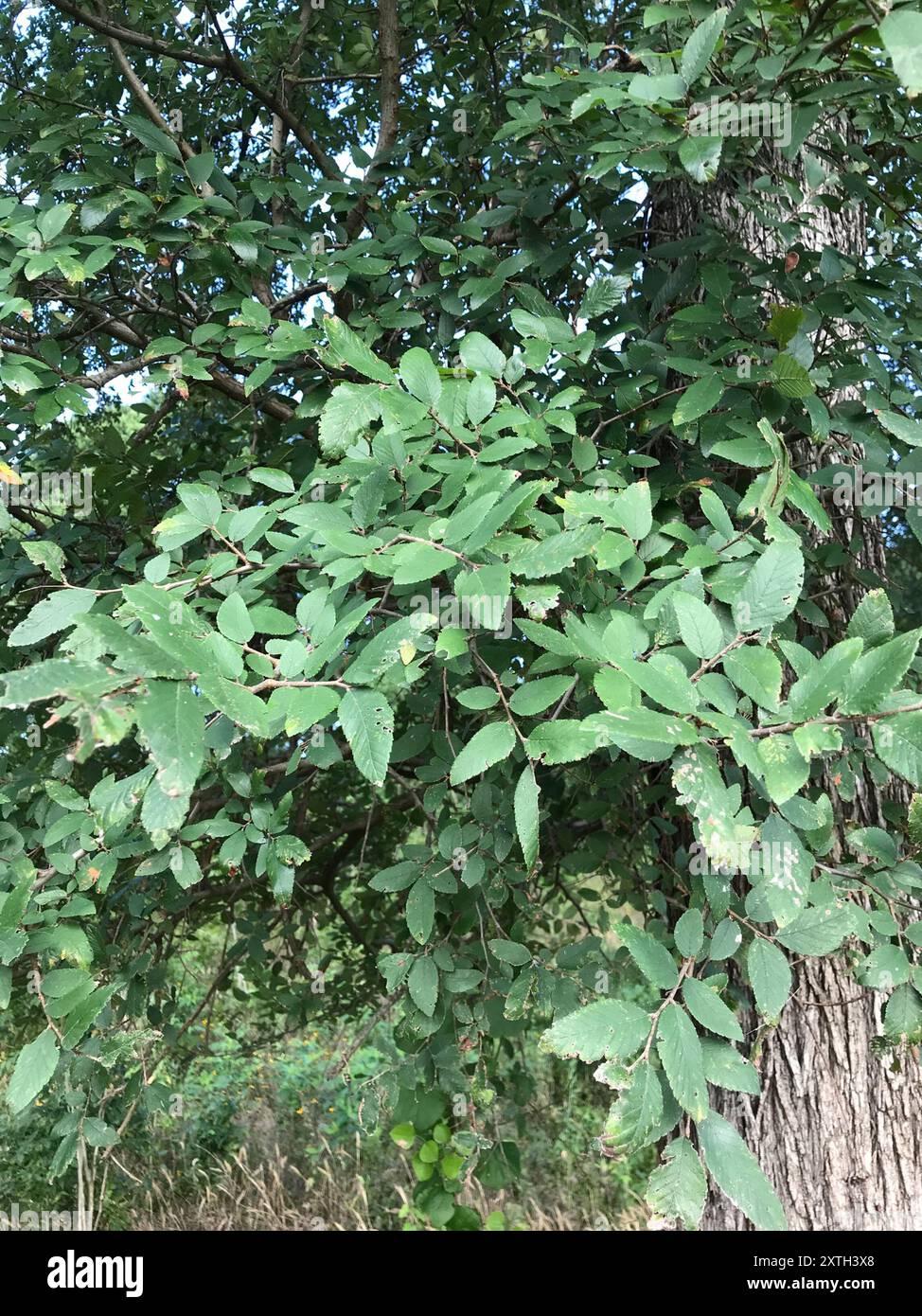 Cedar Elm (Ulmus crassifolia) Plantae Stock Photo - Alamy