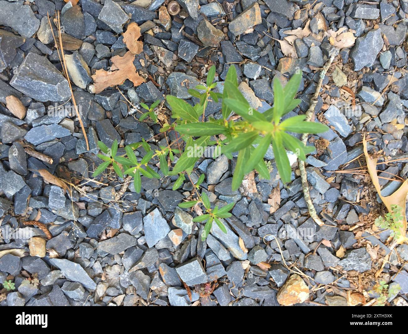 Slender Three-seeded Mercury (Acalypha gracilens) Plantae Stock Photo ...