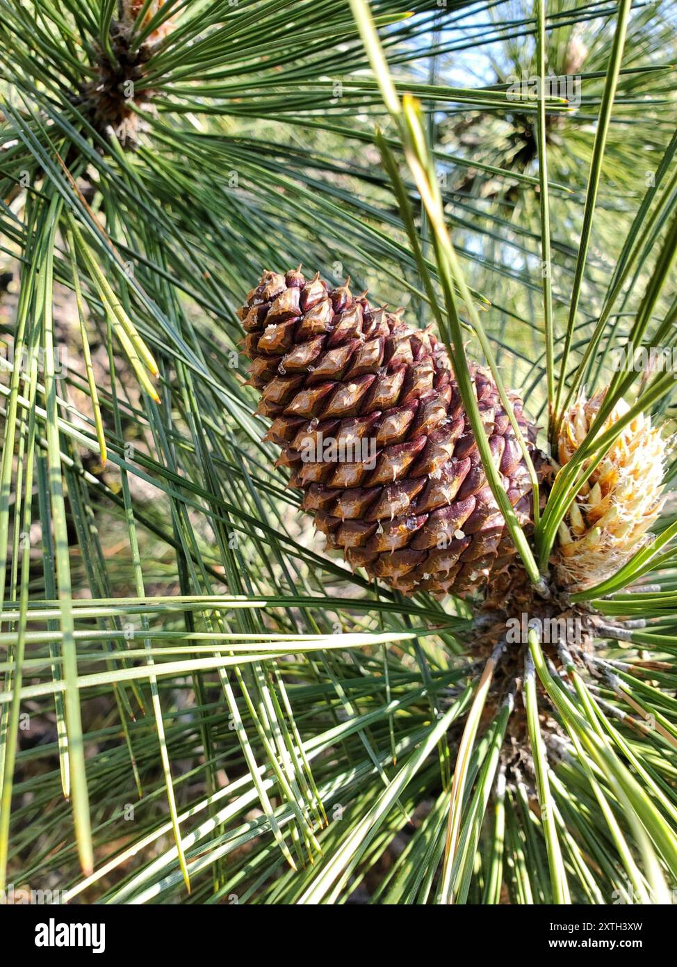 American hard pines (Trifoliae) Plantae Stock Photo - Alamy