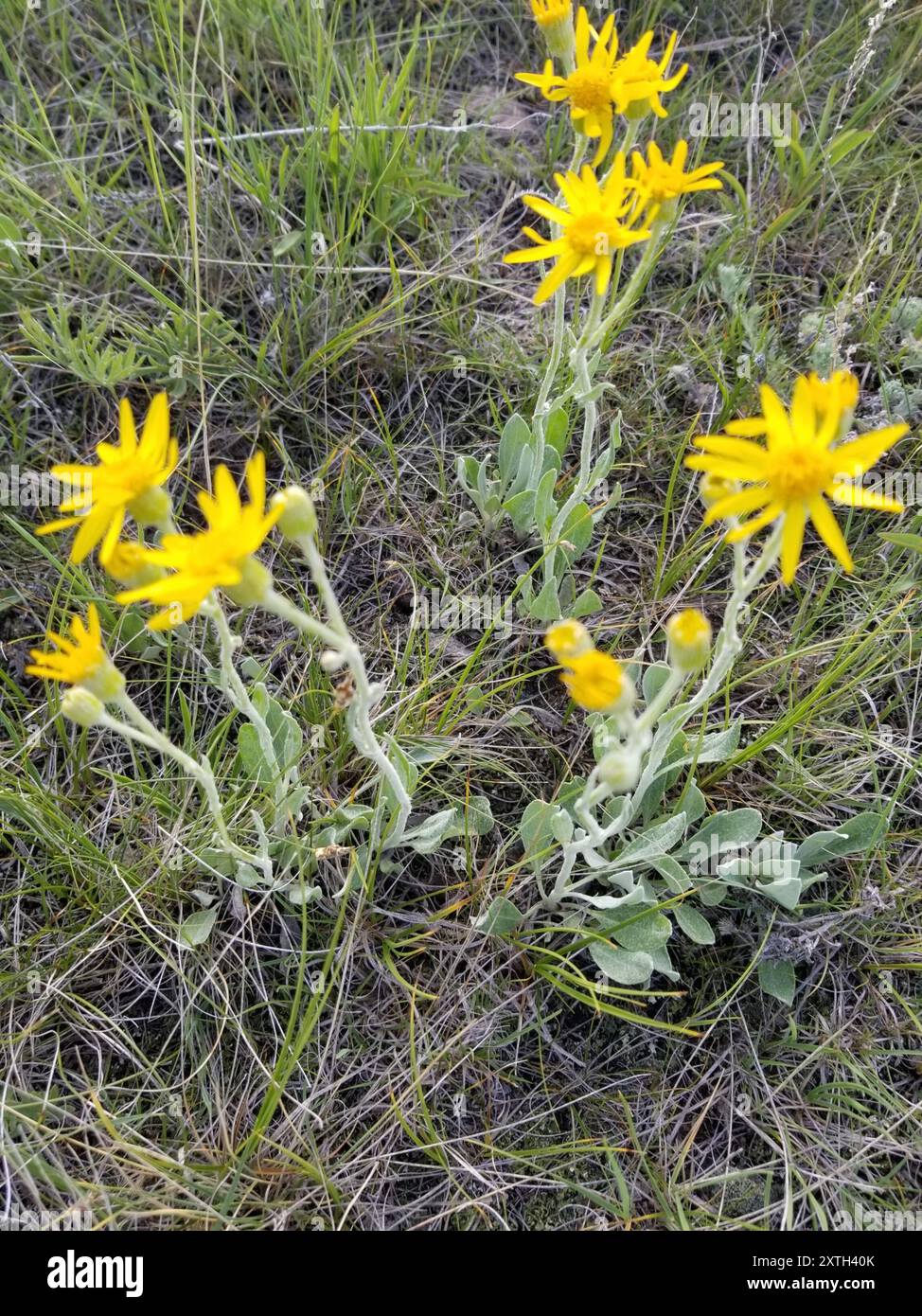 woolly groundsel (Packera cana) Plantae Stock Photo - Alamy