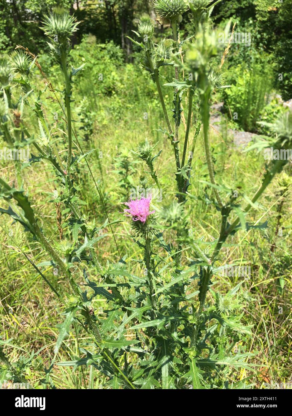 Bull Thistle (Cirsium vulgare) Plantae Stock Photo - Alamy