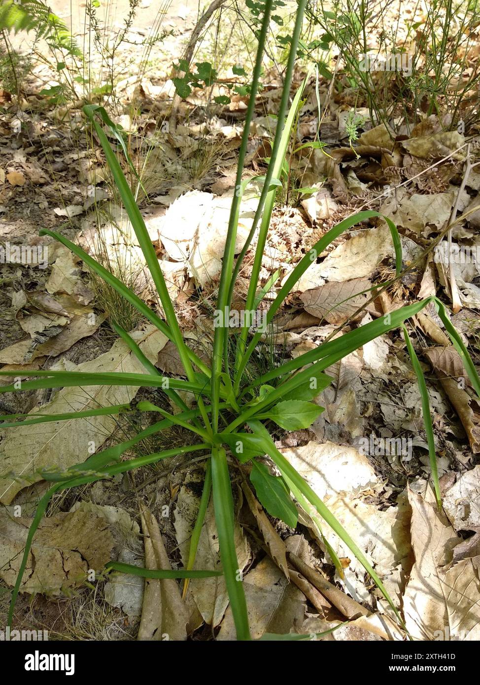 St Bernard's Lily (Anthericum liliago) Plantae Stock Photo - Alamy