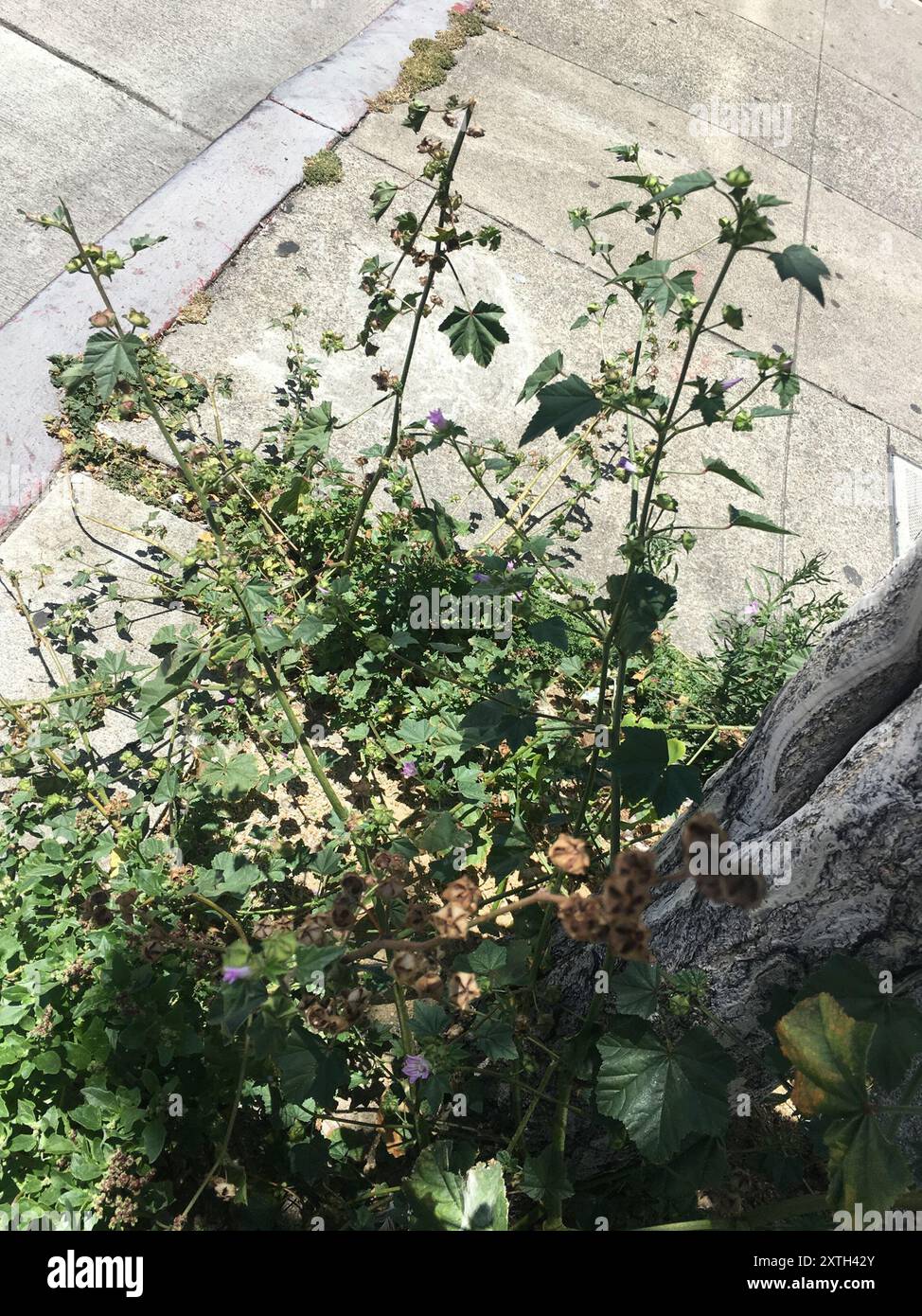 Cretan mallow (Malva multiflora) Plantae Stock Photo - Alamy