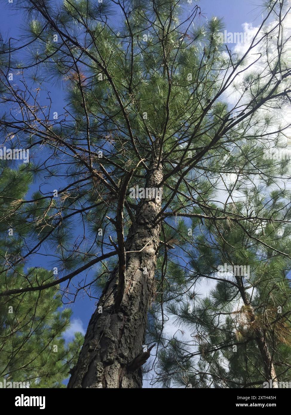 Pinus caribaea hi-res stock photography and images - Alamy