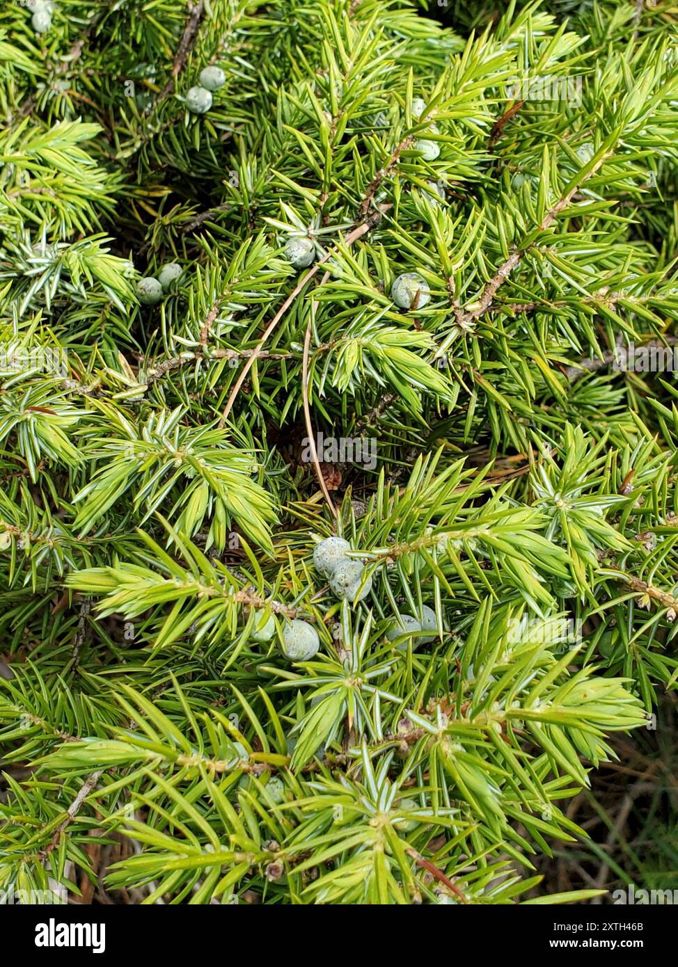 common juniper (Juniperus communis) Plantae Stock Photo - Alamy