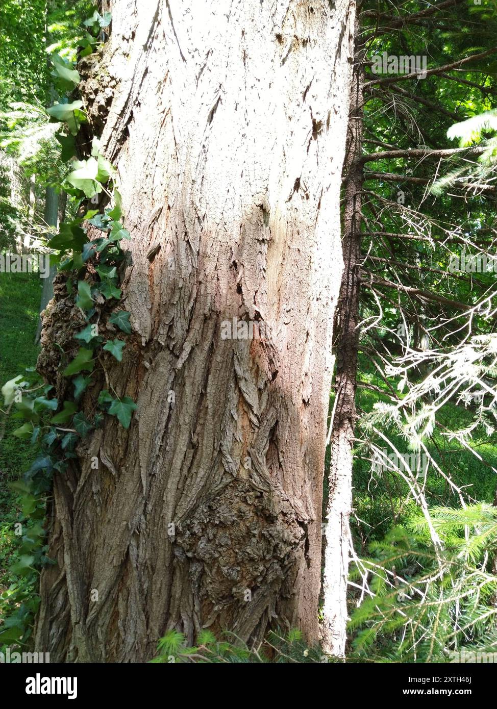 black locust (Robinia pseudoacacia) Plantae Stock Photo - Alamy
