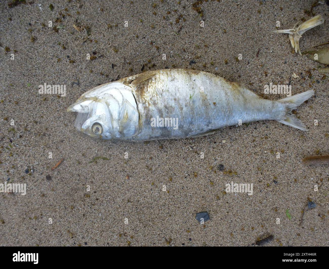 Atlantic Menhaden (Brevoortia tyrannus) Actinopterygii Stock Photo - Alamy
