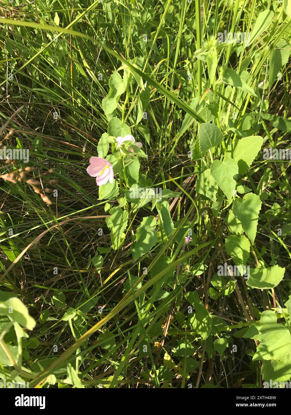 Saltmarsh mallow (Kosteletzkya pentacarpos) Plantae Stock Photo - Alamy
