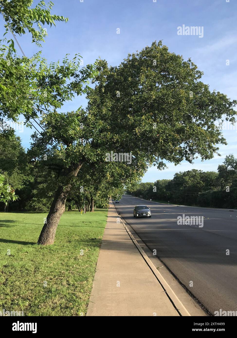 post oak (Quercus stellata) Plantae Stock Photo - Alamy