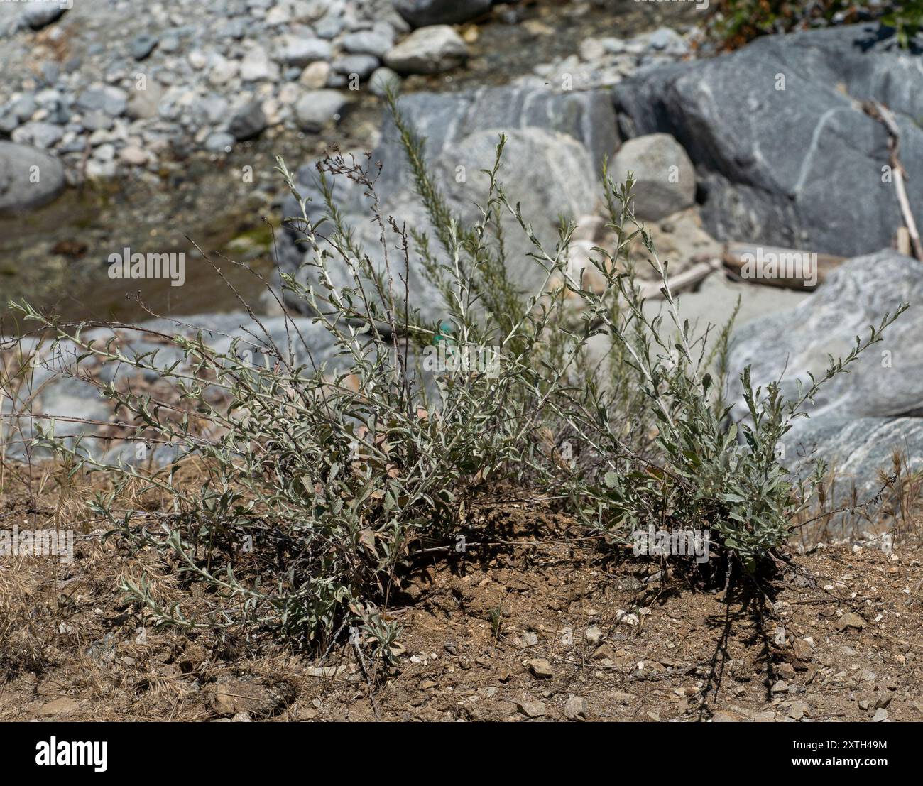 California Aster (Corethrogyne filaginifolia) Plantae Stock Photo - Alamy