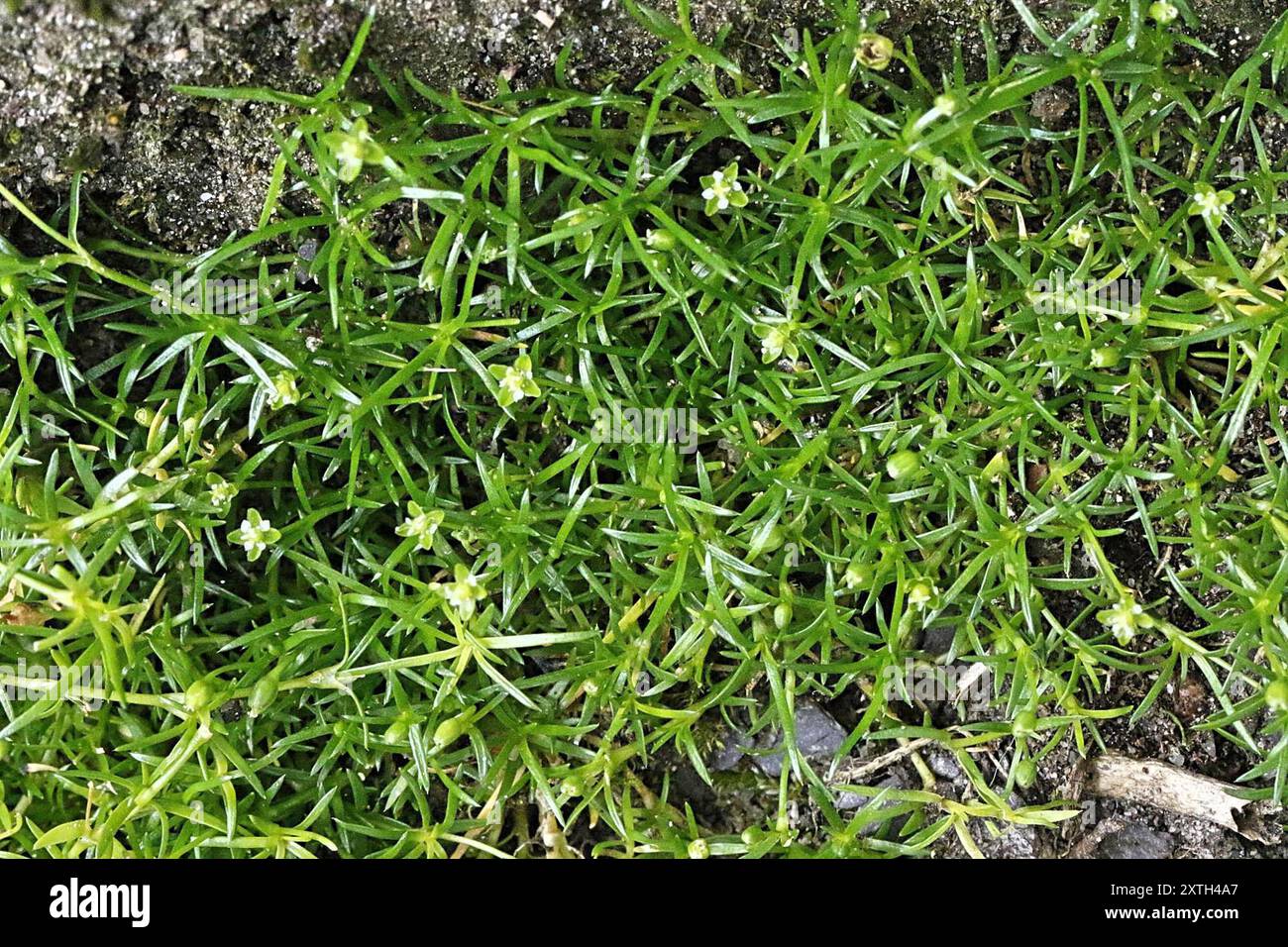 Procumbent Pearlwort (Sagina procumbens) Plantae Stock Photo - Alamy