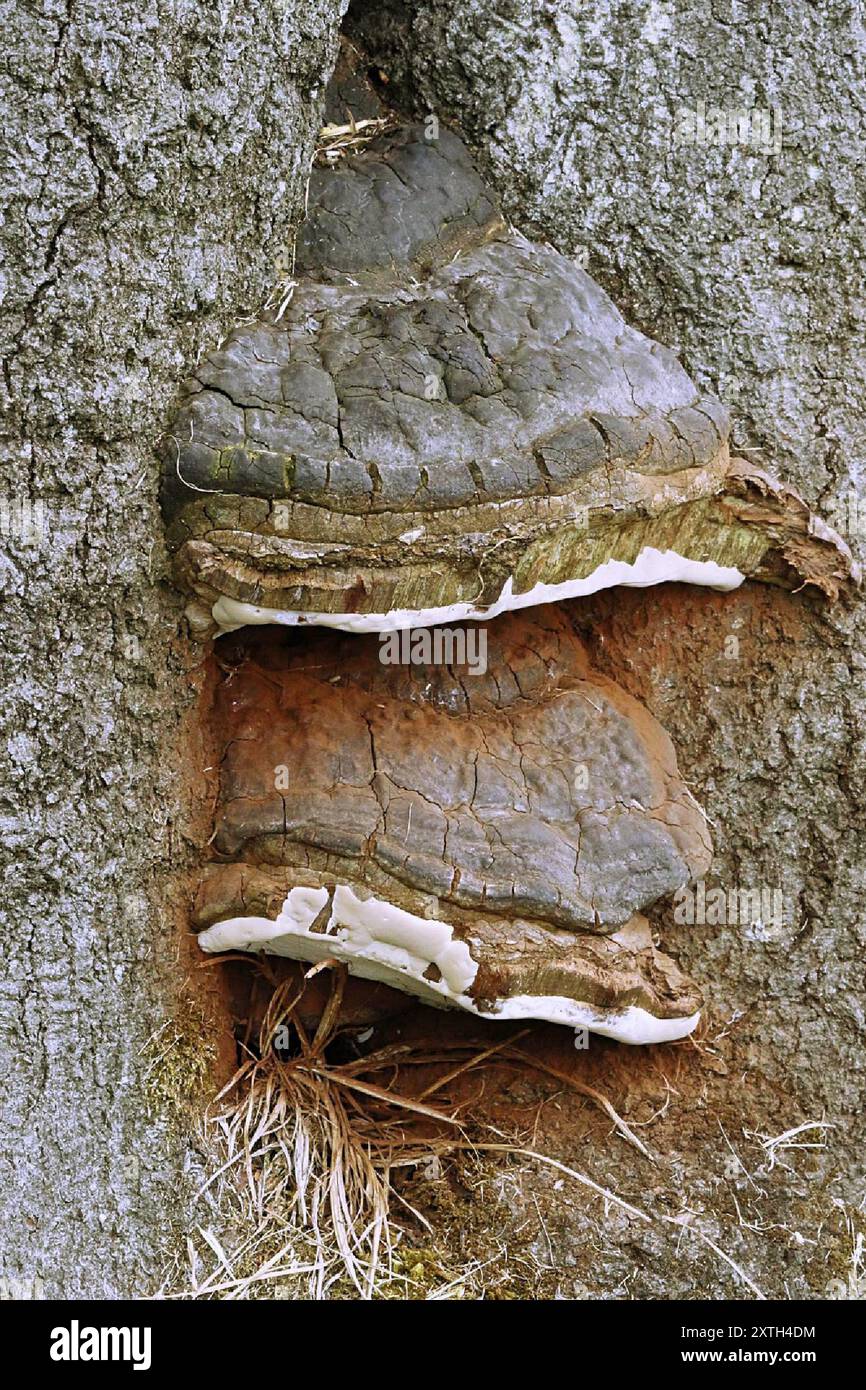 artist's bracket (Ganoderma applanatum) Fungi Stock Photo - Alamy