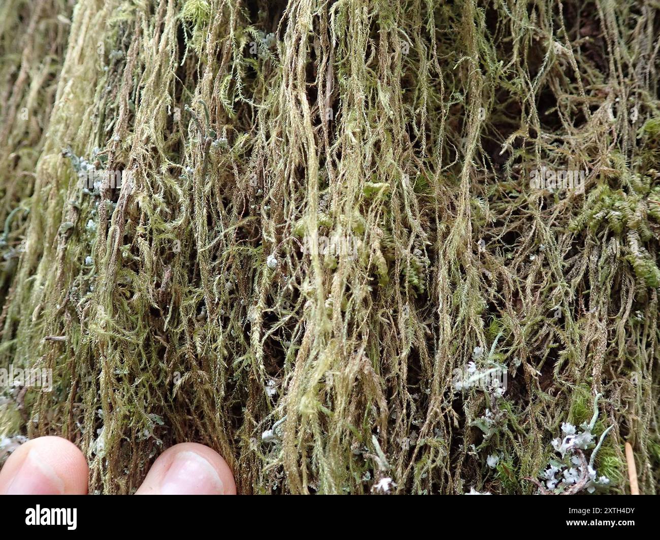 Cat's Tail Moss (Pseudisothecium stoloniferum) Plantae Stock Photo - Alamy