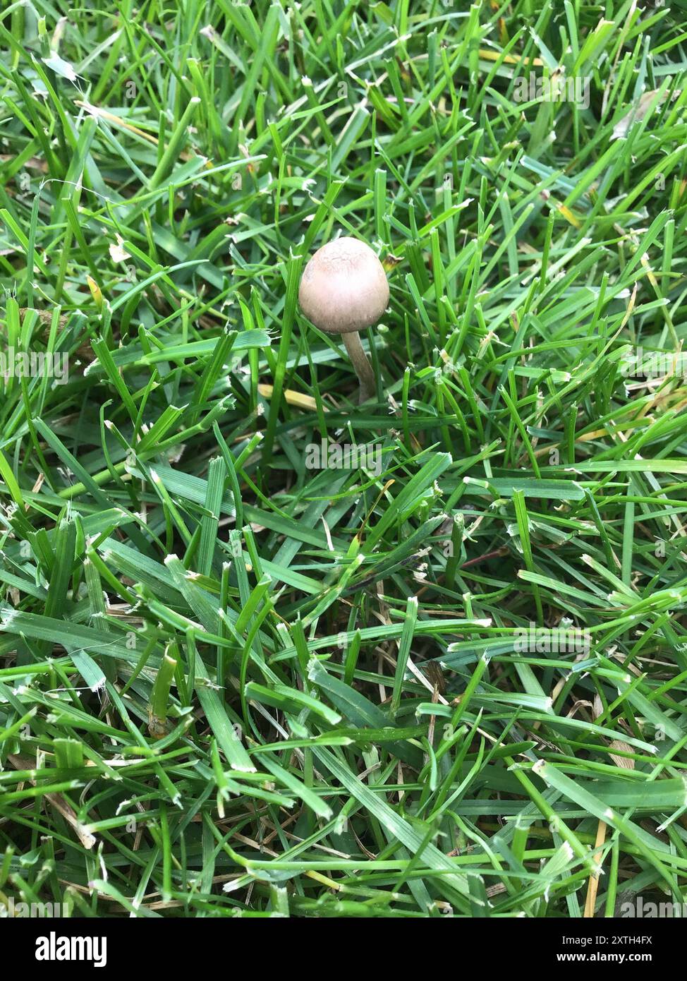 Mower's Mushroom (Panaeolus foenisecii) Fungi Stock Photo - Alamy