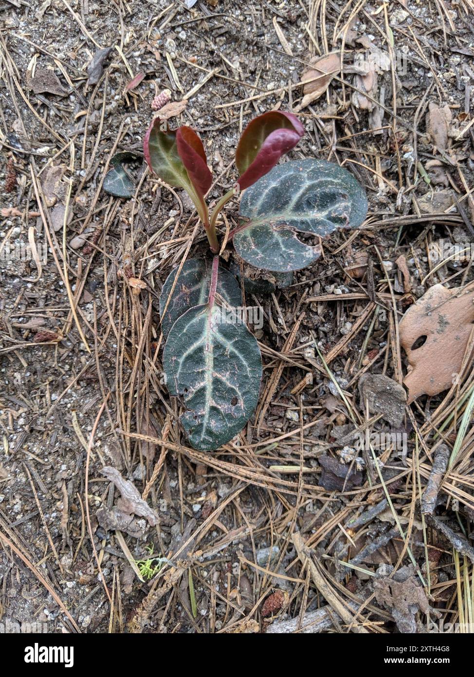 white-veined wintergreen (Pyrola picta) Plantae Stock Photo - Alamy