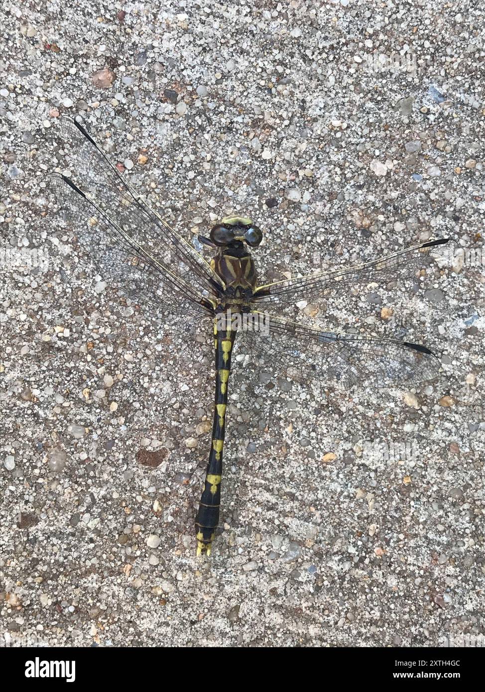 Common Sanddragon (Progomphus obscurus) Insecta Stock Photo - Alamy