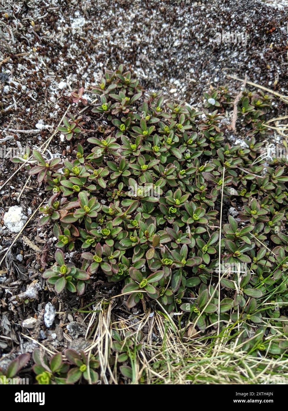 vascular plants (Tracheophyta) Plantae Stock Photo - Alamy