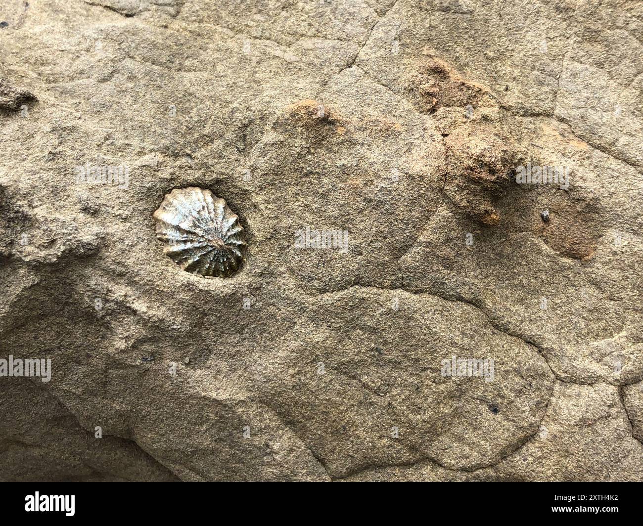 Rough Limpet (Lottia scabra) Mollusca Stock Photo - Alamy